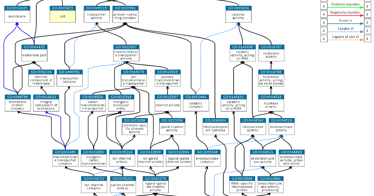 Pharo Script Of The Day Parsing Gene Ontology Terms ~ 80738163270632 
