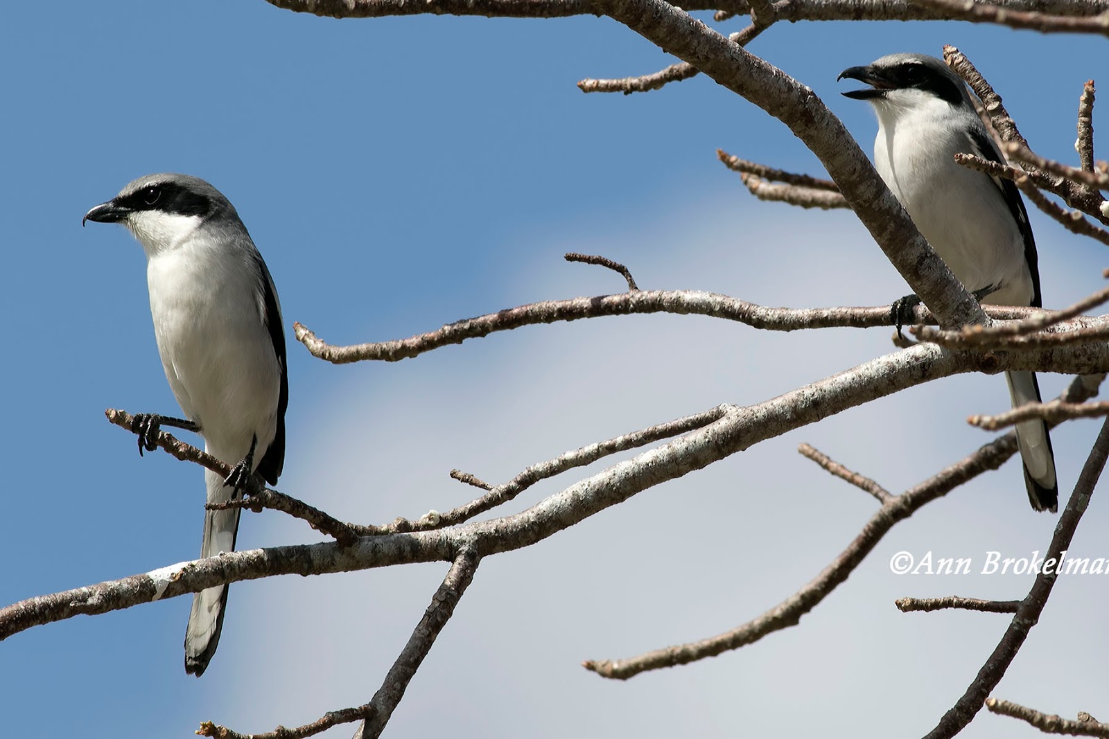 Ann Brokelman Photography: Loggerhead Shrike in florida