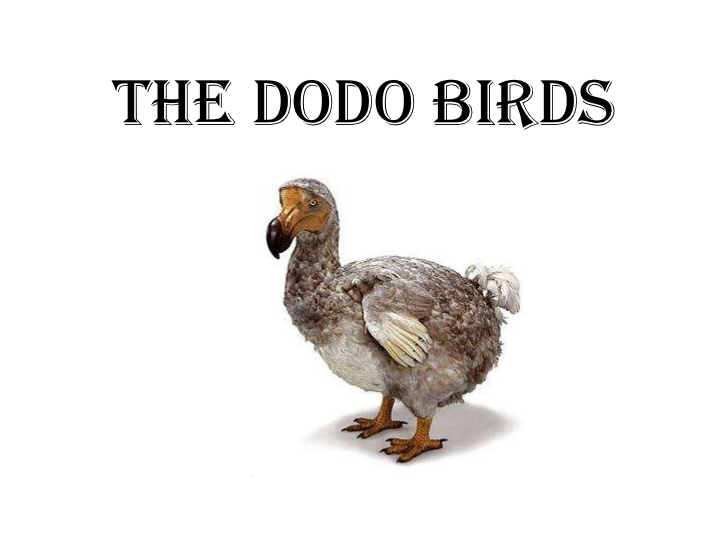 On A Positive Note: You Dodo Bird!