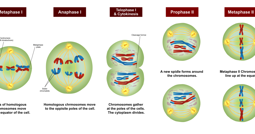 Meiosis Cell Division