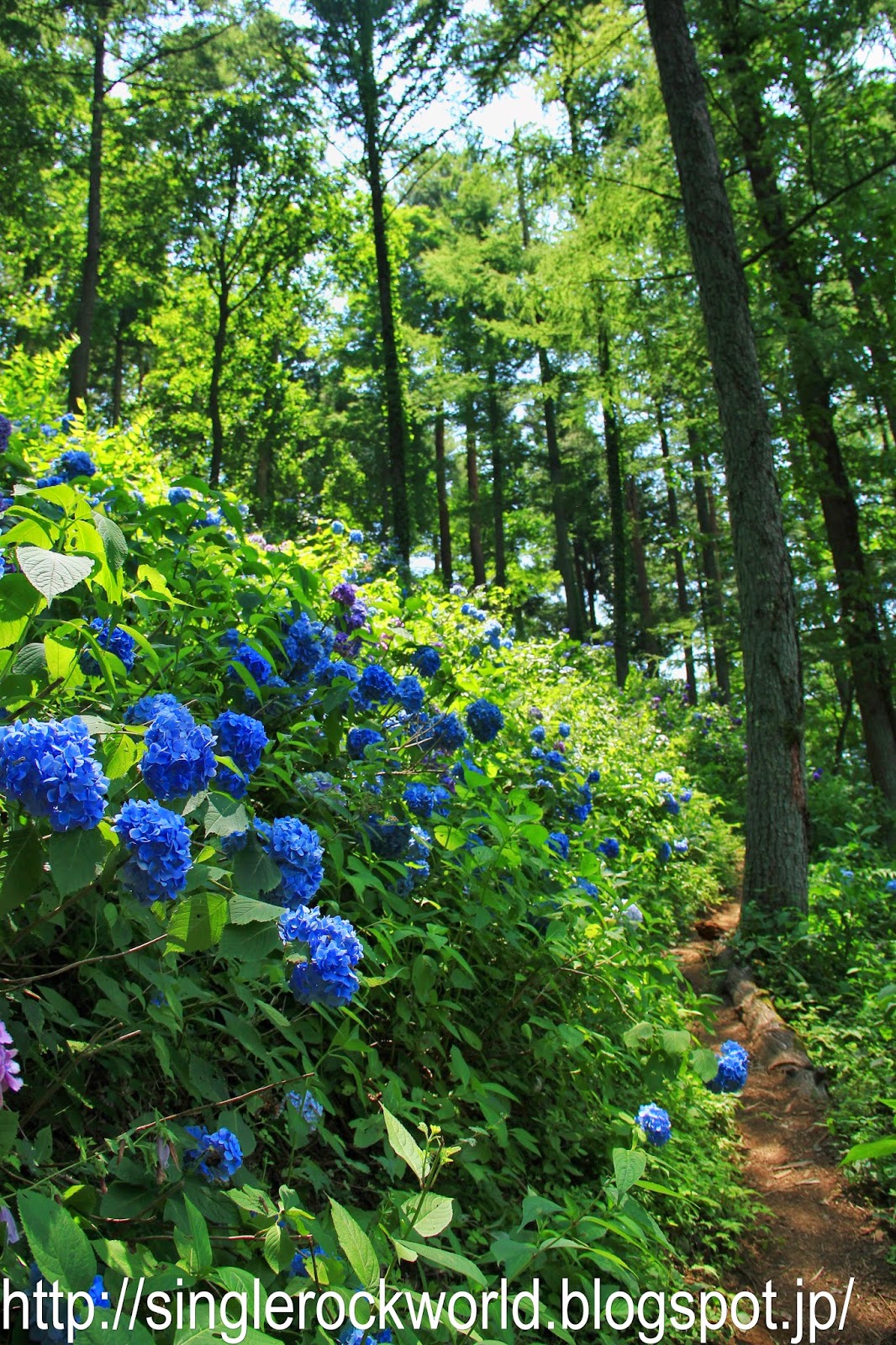 100,000 Hydrangeas in full bloom, Tenjoyama Park, Yamanashi, Japan ...