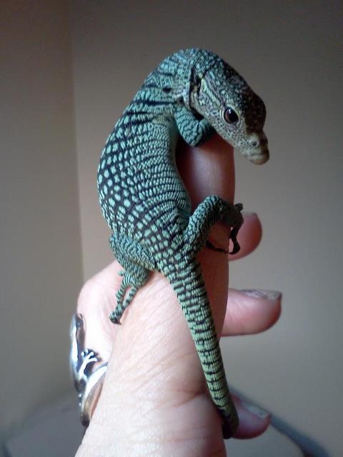Blue Tree Monitor Babies