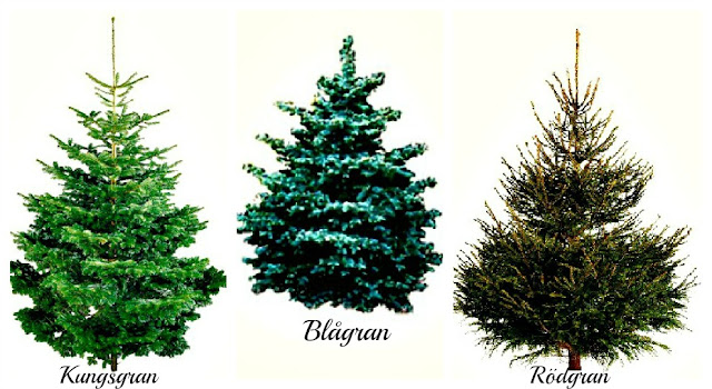 Inas★House: Att välja julgran