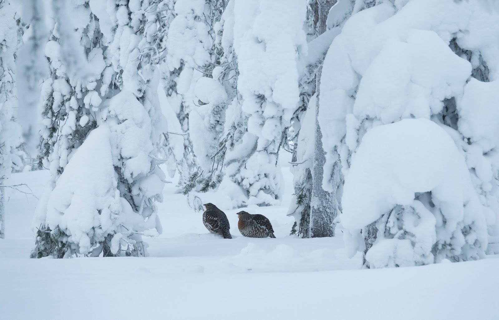 Värriön luontopäiväkirja - Varrio nature diary: Elämää tykkymetsässä ...