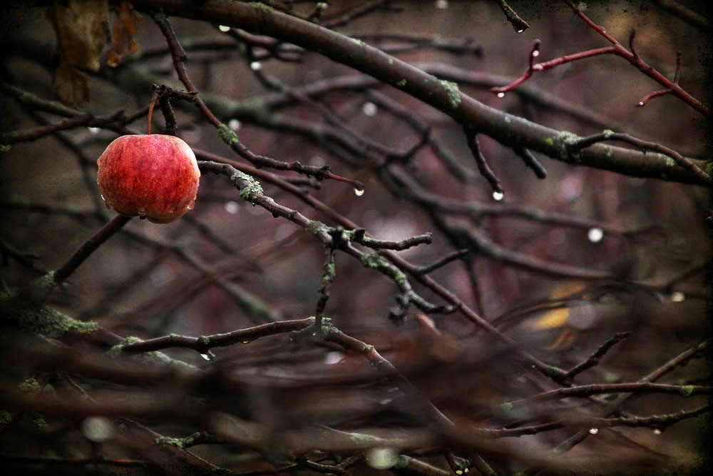 Red Apple Photography Inspiration ~ Pixekite