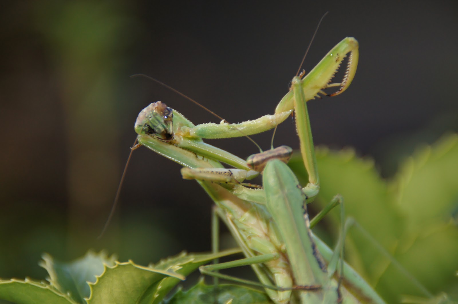 Depth of Fun: Fighting Mantis