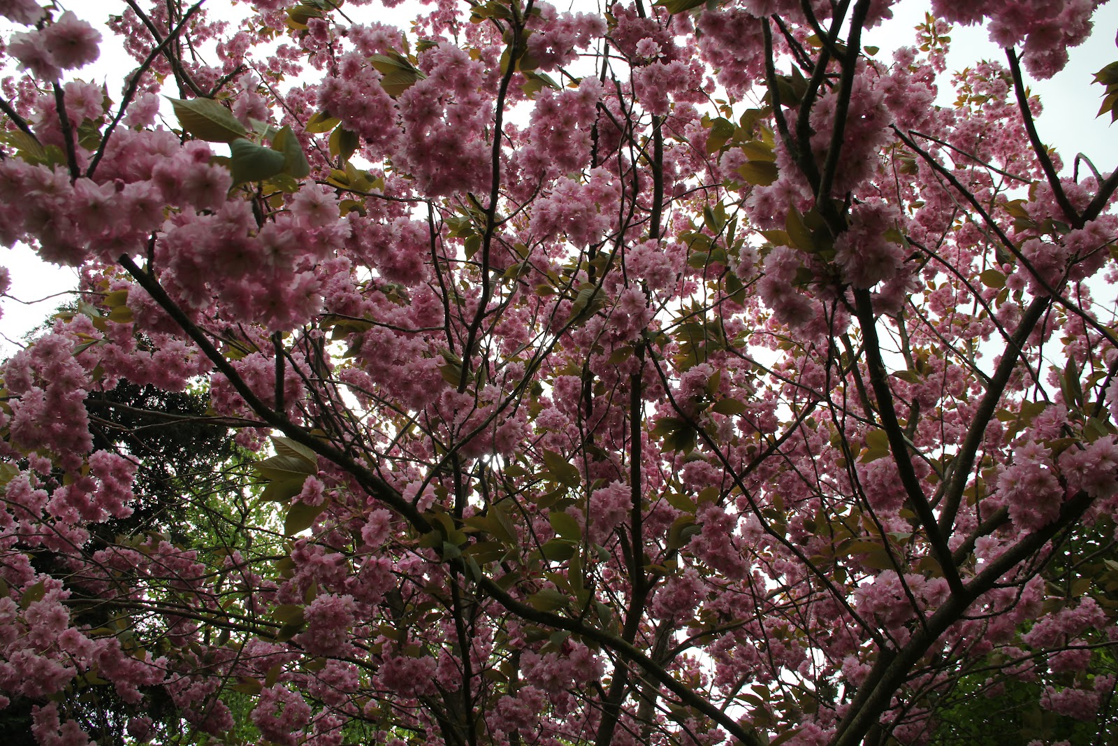 je m´appelle anemone: chinese cherry tree