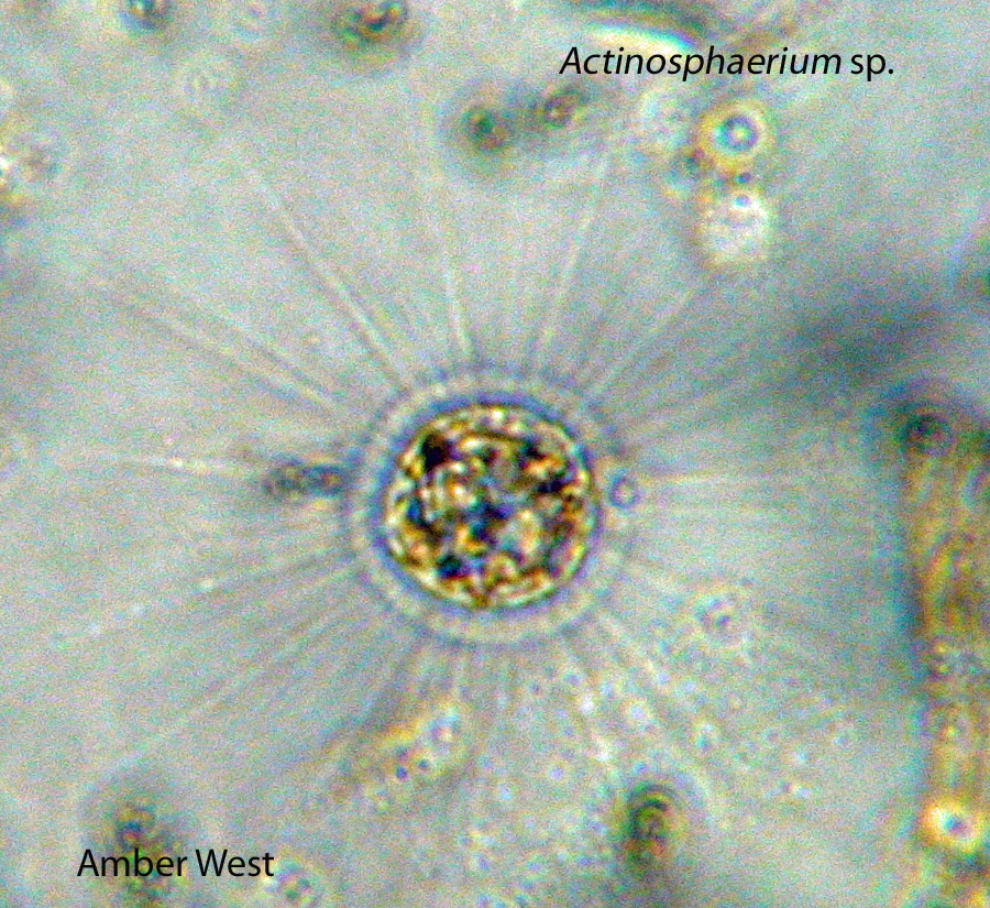 What a Wonderful Microlife