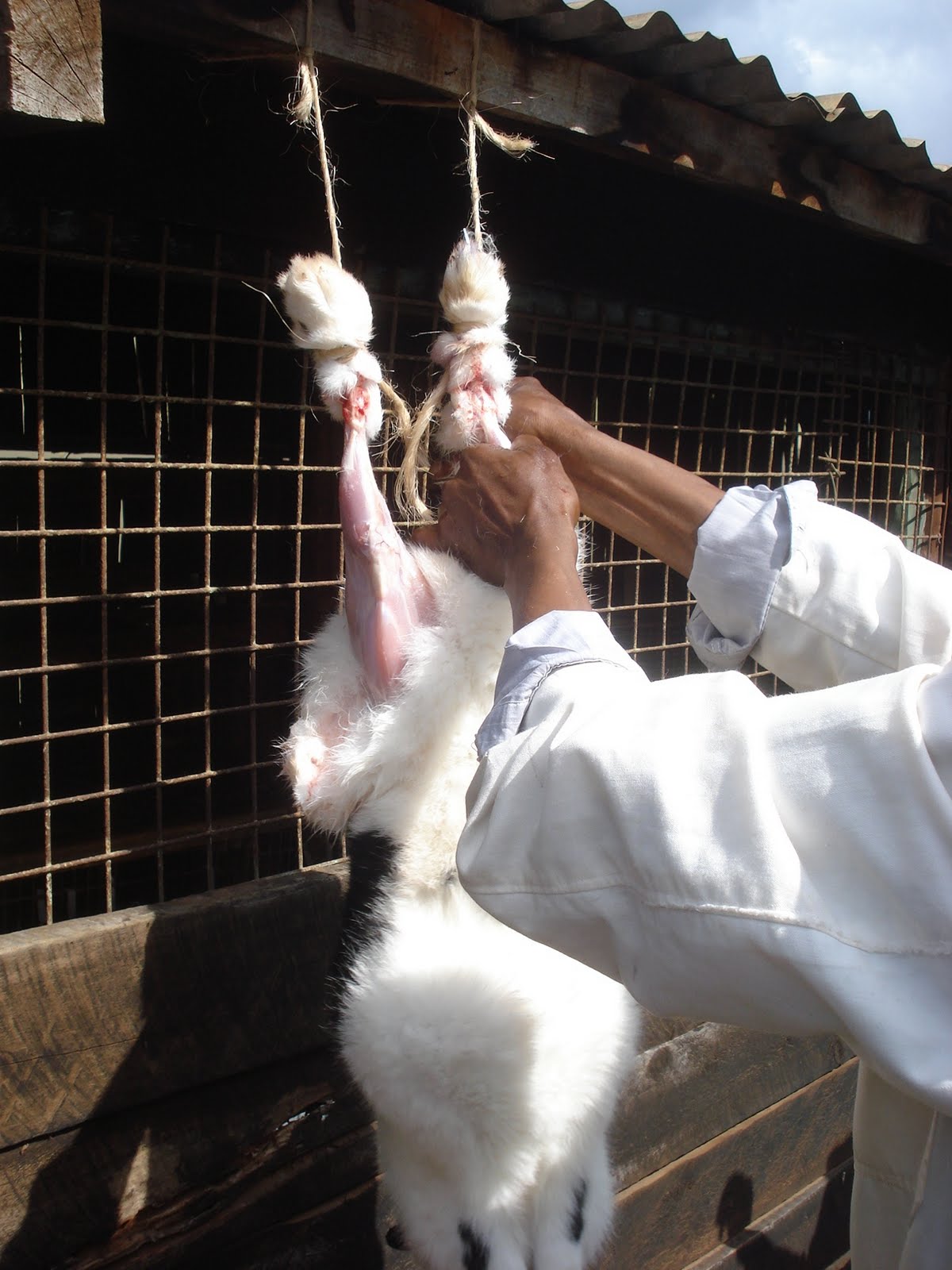 From Poet To Farmer: Slaughtering a rabbit