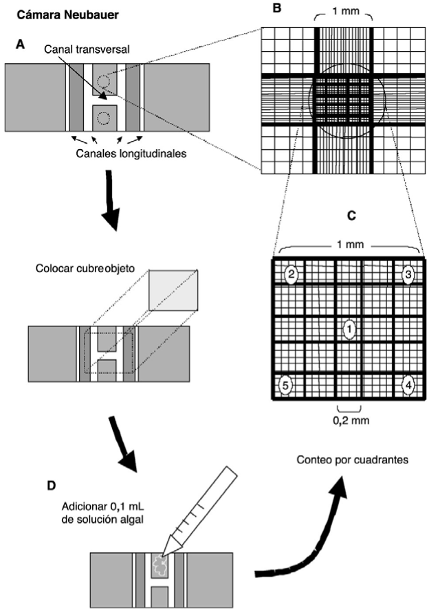 OEML- Carlos Andress: Camara de Neubauer