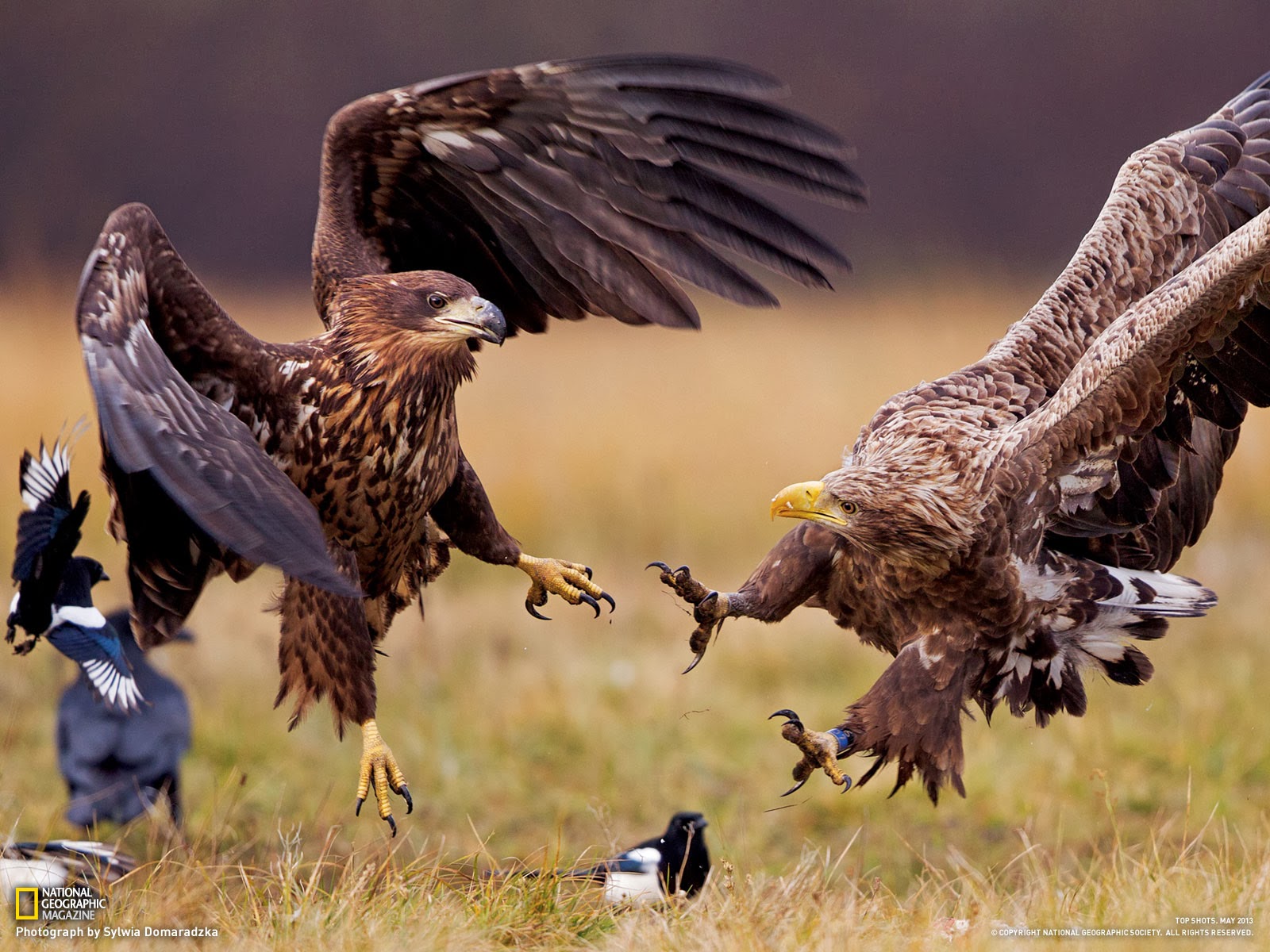 Two fighting birds wallpaper free - beautiful desktop wallpapers 2014