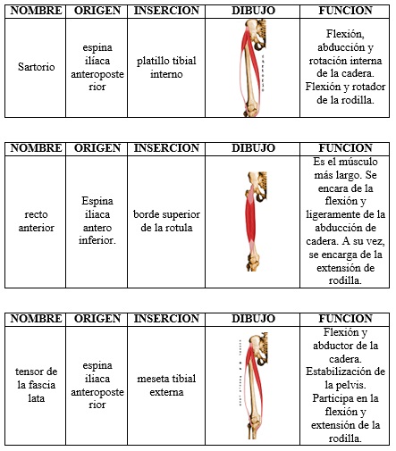 Fitness4you: Musculatura Interna y externa del muslo.