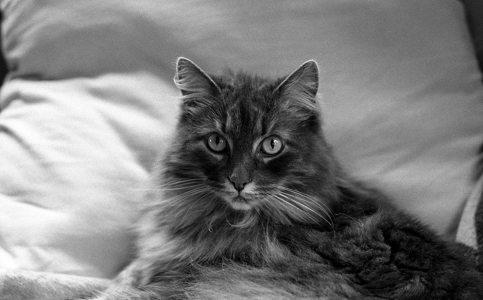 Random Camera Blog: July 2017