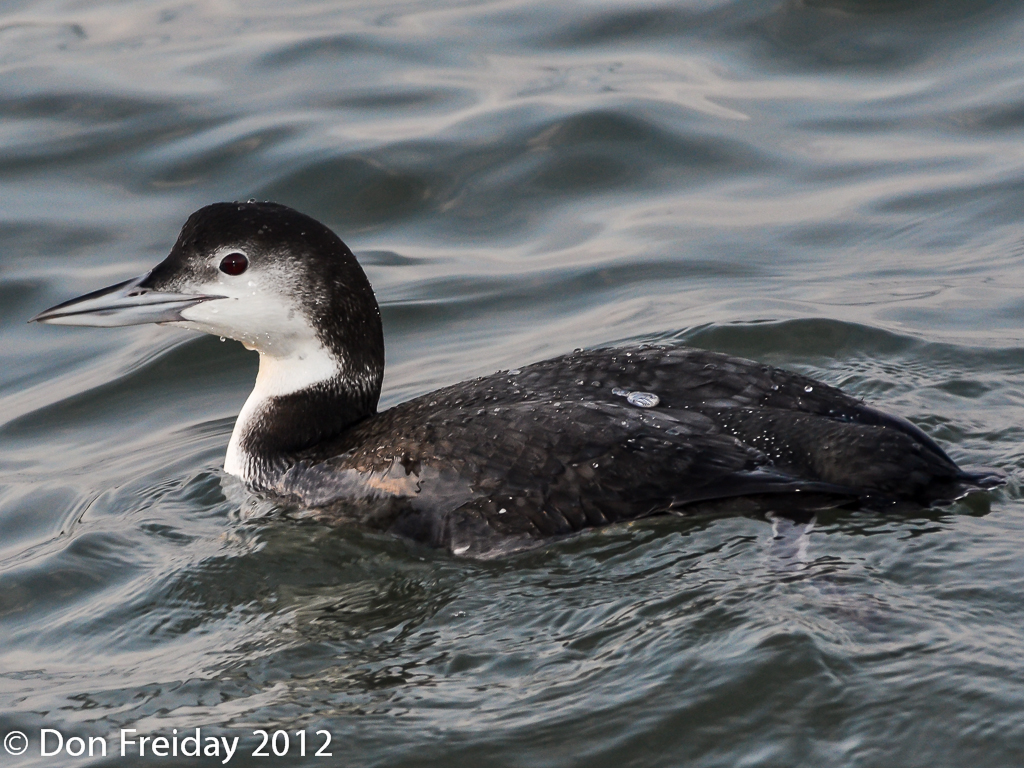 The Freiday Bird Blog: Indiana has Lots of Squirrels, and other ...