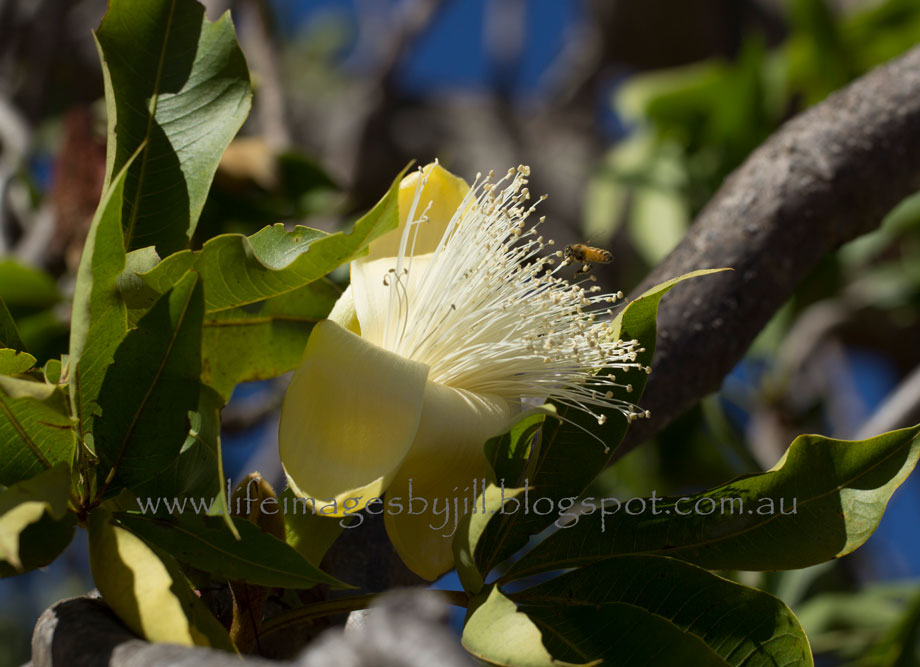 Life Images by Jill: The Wildflowers are blooming in Western Australia ...