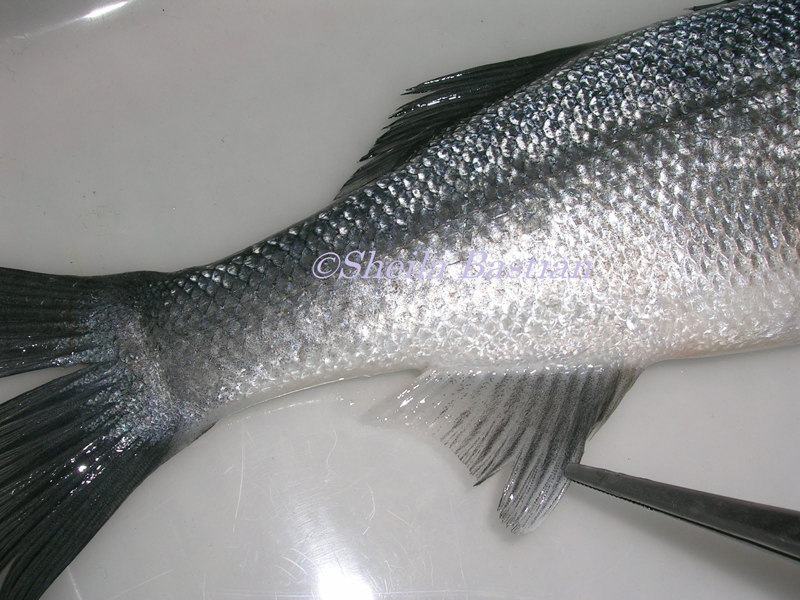 Science Magazine: STUDYING THE ANATOMY OF A FISH