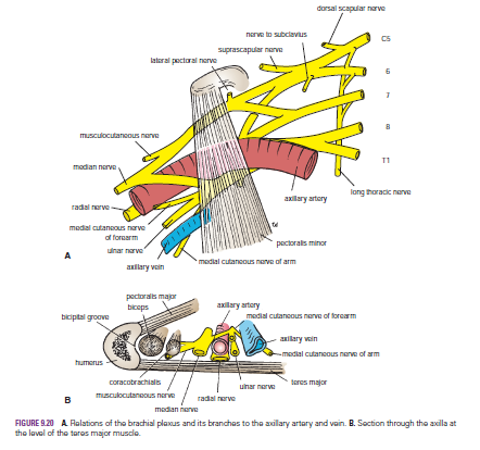 Human Medecine: Brachial Plexus-The Axillary Sheath and a Brachial ...