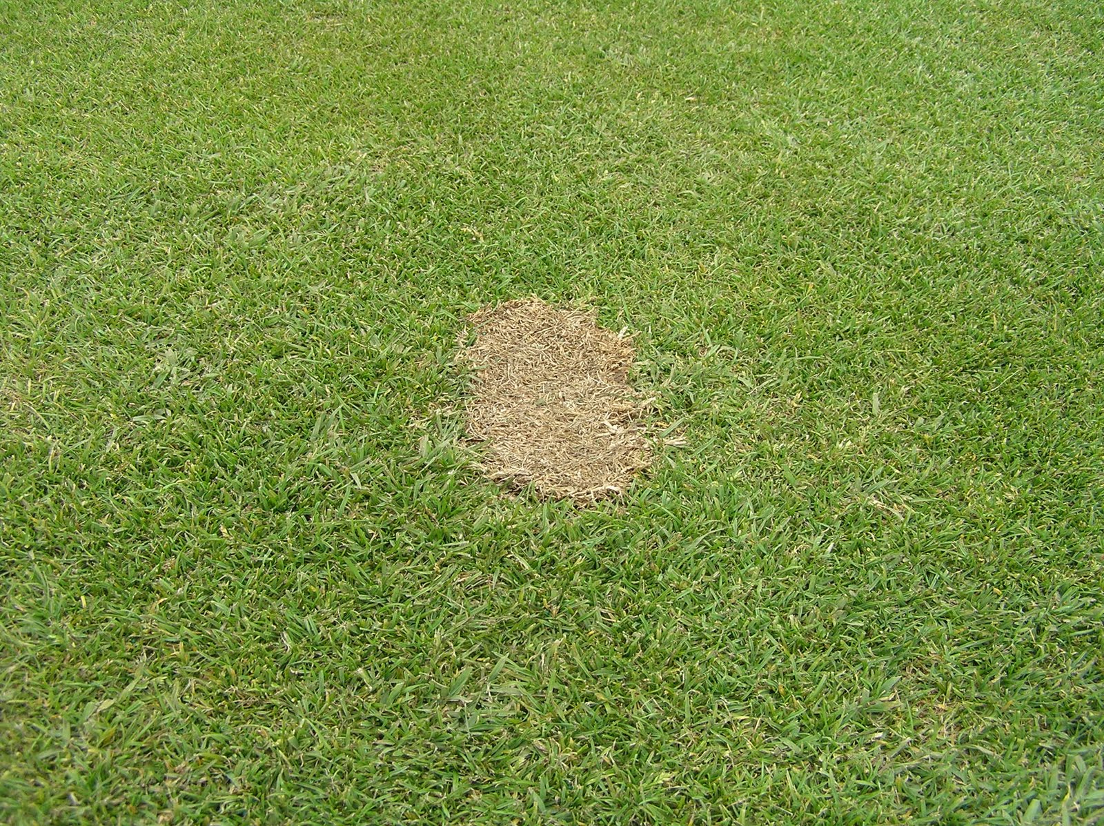 Claremont Turf Department: New Divot Repair Policy