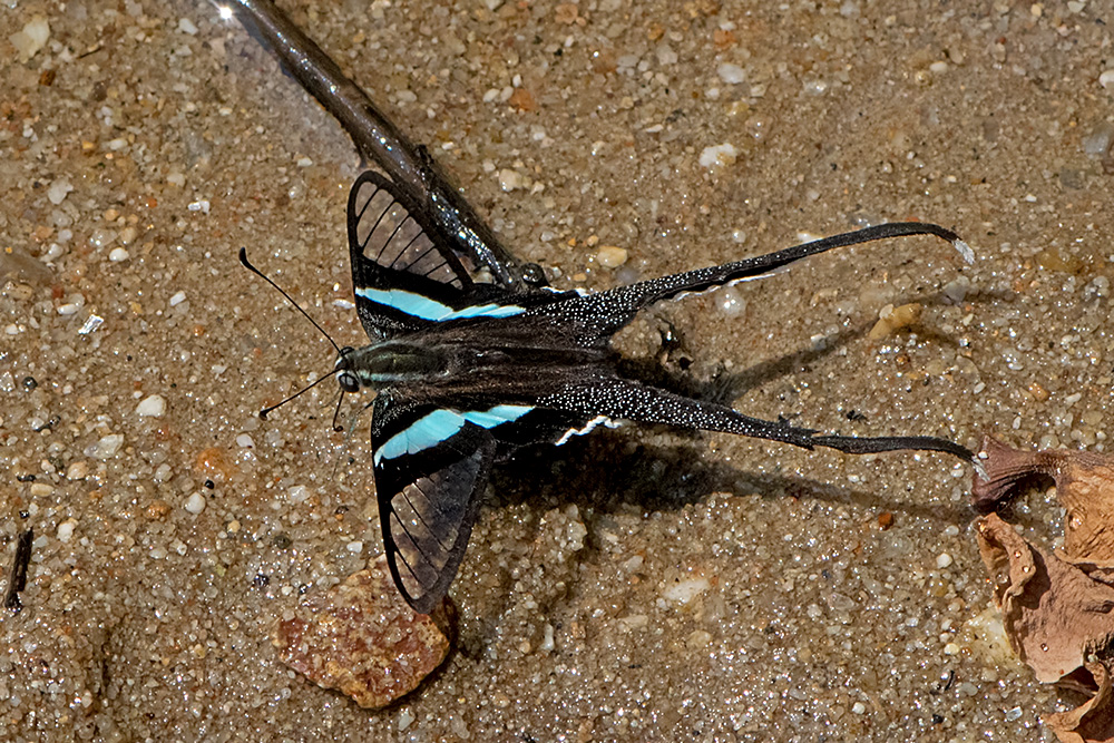 NEW Thailand Papilionidae Gallery 2 | BugsAlive