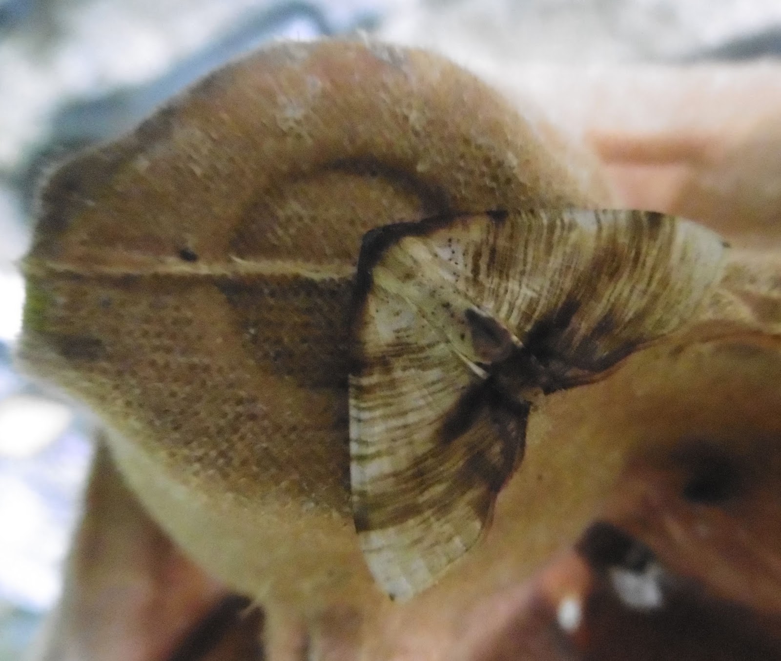 Martin's Moths: Phew, what a scorcher