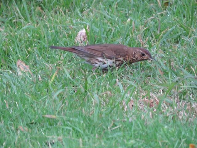 Bird & Travel Photos, Birding Sites, Bird Information: SONG THRUSH ...