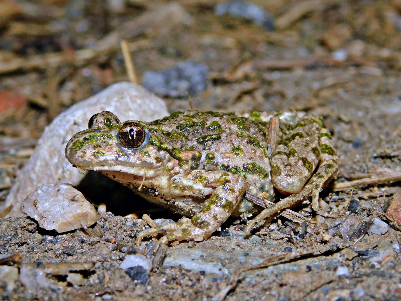 (Paleo-)Herpetología: Pelodytes punctatus - Sapillo moteado septentrional