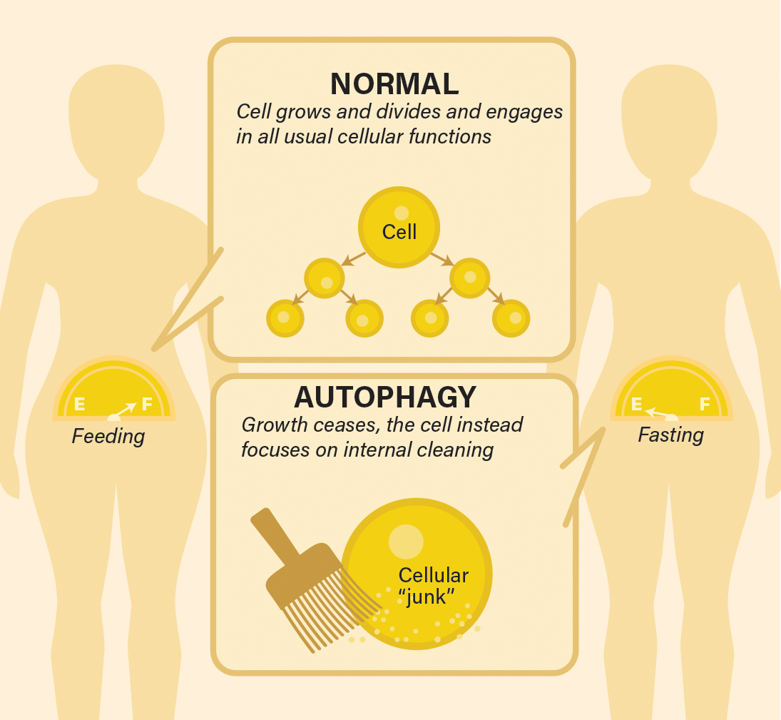 Fat Protein Carb's: Intermittent fasting (IF)