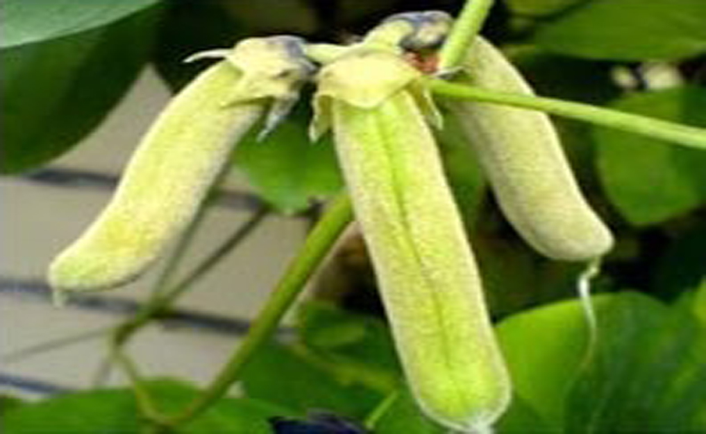 Manfaat Koro Benguk (Mucuna Pruriens) - Garda Remaja