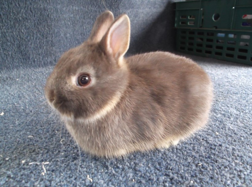 Jenis Jenis Kelinci Hias dan Peliharaan - Memelihara Kelinci