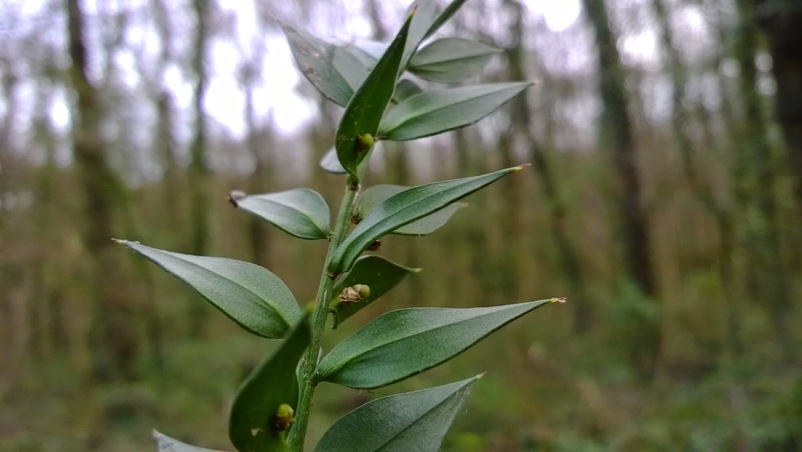 Butcher's Broom Tea Benefits ~ Healthy Tea 101