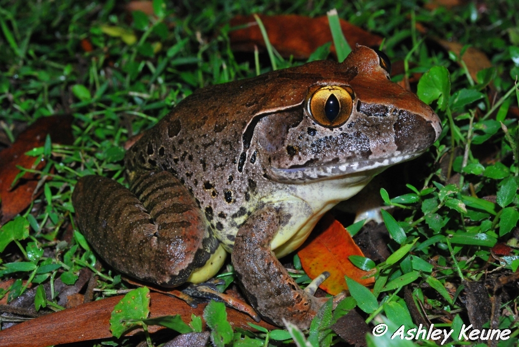 Australian Frogs Photography: KEUNEA PHOTOGRAPHY: Giant Barred Frogs
