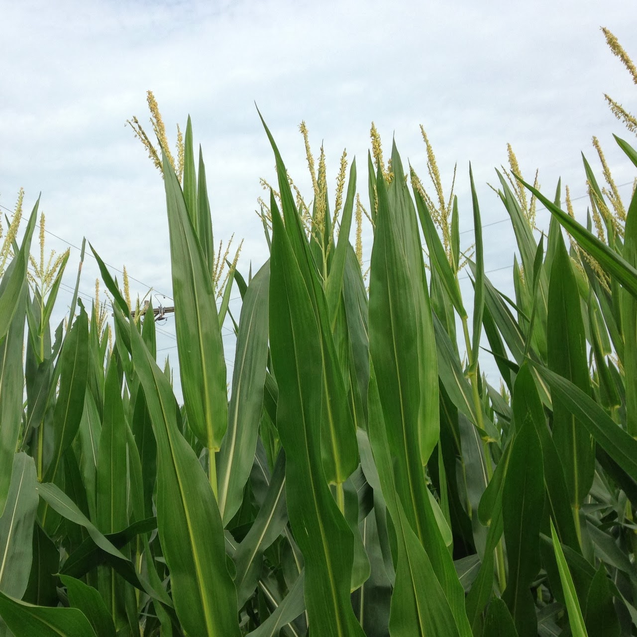 Farm Dover: Harvesting Corn