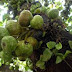 Herbs-Treat and Taste: TROPICAL FIG TREE, FICUS SEPTICA: HEALTH ...
