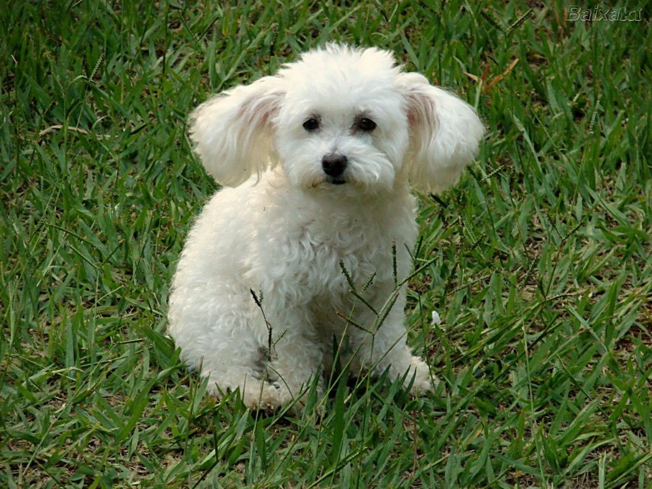 tudo sobre mamiferos: poodle