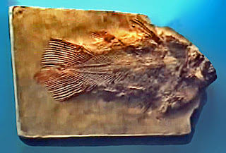 Artes de Pesca: VAMOS A PESCAR CELACANTO