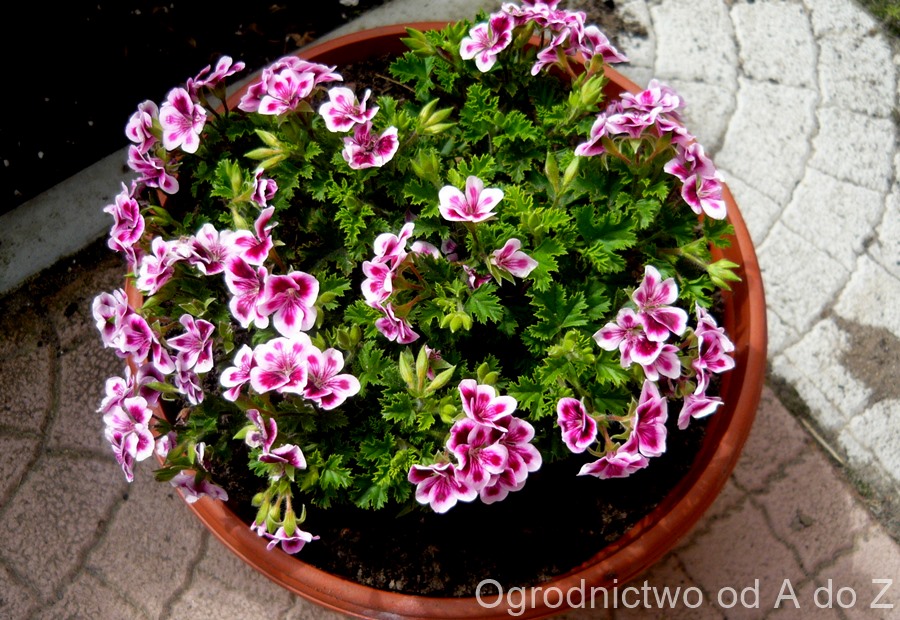 Pelargonia angielska, pelargonia wielkokwiatowa- Pelargonium ...