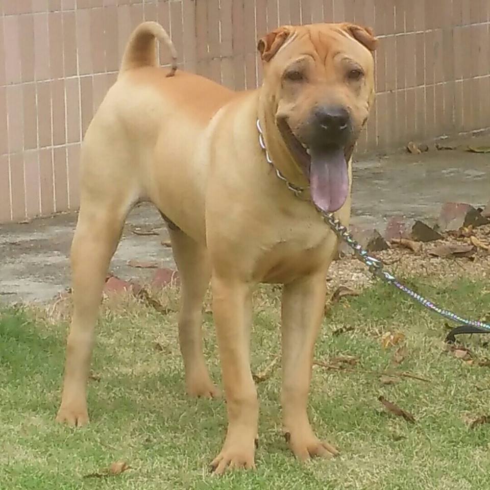 Infoseite zum traditional Shar Pei : Bilder v. bone-mouth / traditional