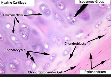 Chondrocyte terminally-differentiate |Genetic Engineering Info