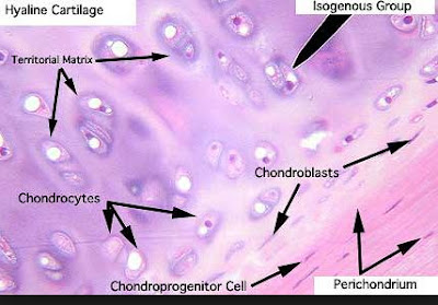 Differentiation Of Chondrocyte |Genetic Engineering Info