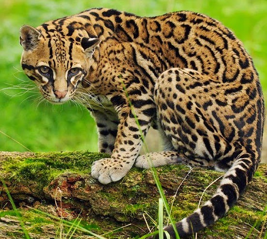 Ocelot Interesting Facts - ANIMAL LOVERS
