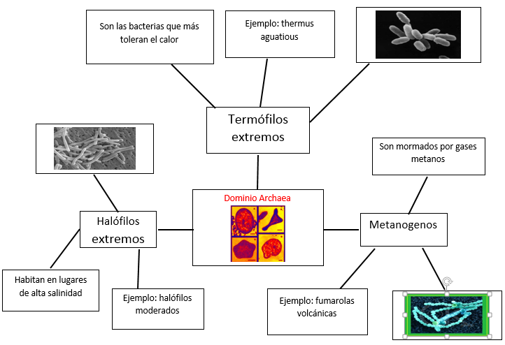 Biologia : Mapa mental " Dominio archaea