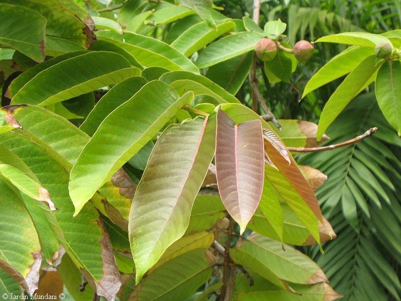 Sangrando en verde: Las antocianinas, los colores de las plantas ...