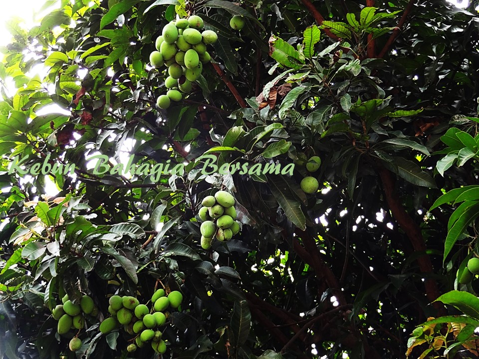 Kebun Bahagia Bersama: Book your Bird Batch Ayam Merdeka