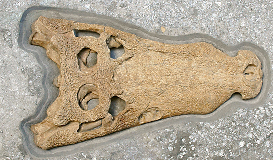 TIERRA DE DINOSAURIOS: Una nueva especie de cocodrilo de hace 130 ...