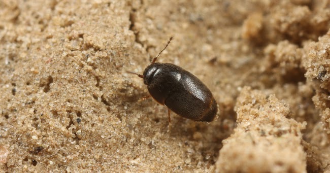 Variety of Life: Ptiliidae