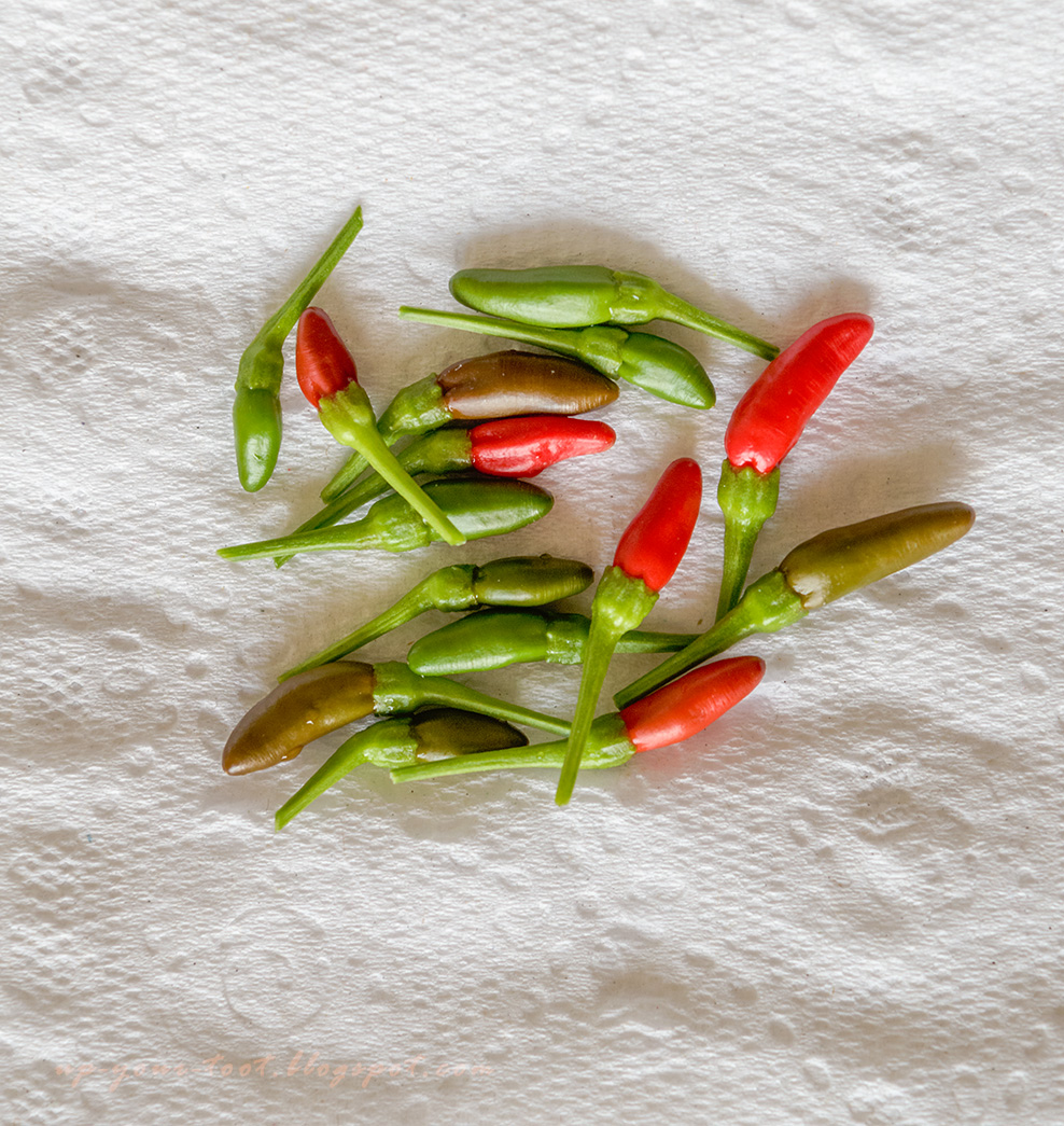 Thekkady Kanthari and Polycotyledon seedling - Half a pound of treacle