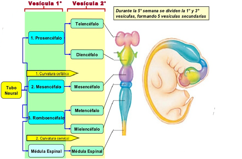 Sistema nervioso embrionario
