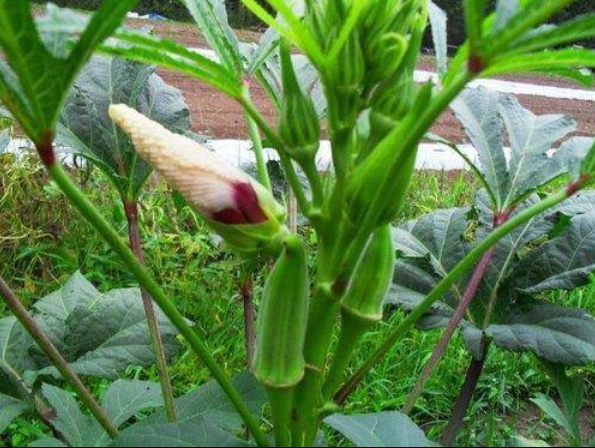 KILIMO BORA CHA BAMIA (OCRA) - Mabusi H.M Agricultural Projects