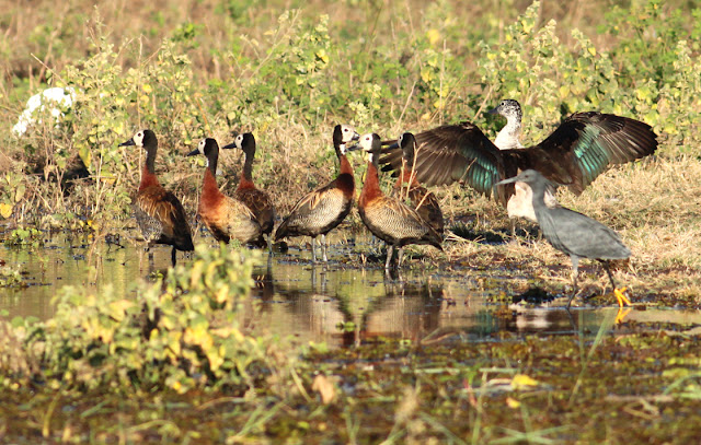 travelswithkathleen: Birds of Chobe
