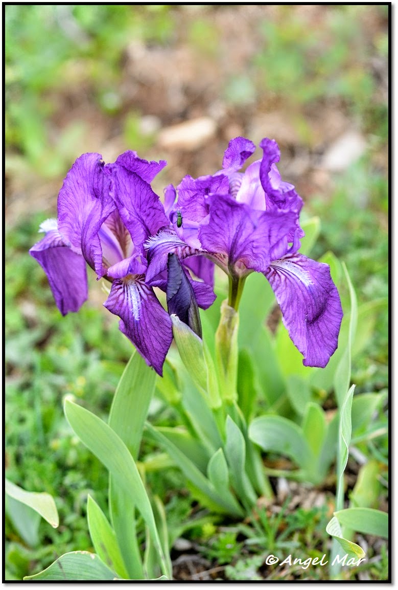 Flores y Bichos ***: Lirios silvestres / Wild lilies (Iris lutescens ...